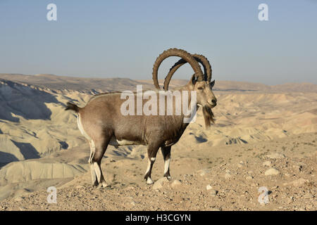 Spanischer Steinbock wilde Ziege mit erigierten Penis Capra Pyrenaica ...