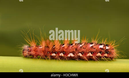 Raupe auf gelbes Blatt rot Hibiscus Rosa-sinensis Stockfoto, Bild ...