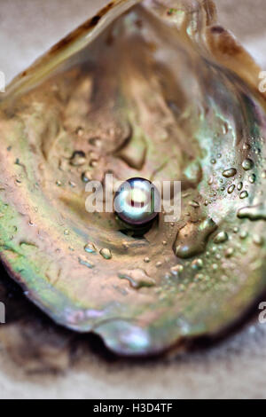 Perle in der Auster Shell im Wasser, auf dem Meeresgrund. 3D ...