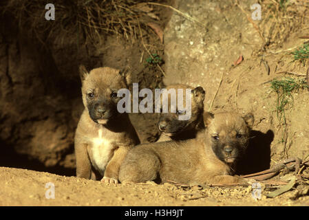 Dingo Welpen. Der australische Dingo oder warrigal, (Canis lupus Dingo ...