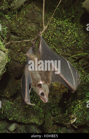 Geoffroy Rousette (Rousettus Amplexicaudatus) Fledermaus Schlafplatz ...