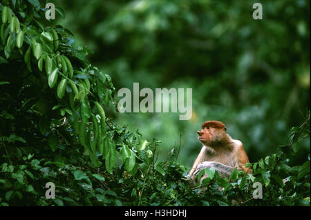 Proboscis Monkey, Nasalis Larvatus oder Spitzzange Affe, ist ein ...