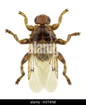 Wald-Fly, Laus fliegen, Laus fliegt, Pferdesport-Lausfliege, Lausfliege ...
