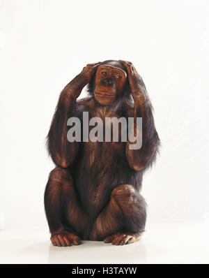 Schimpansen Pan Troglodytes, Geste, "nichts sehen" Säugetiere ...