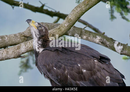 Stein-Adler, junge Tier, Sit, allgemeine Ansichten, Stein Horst Horst ...