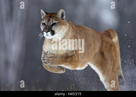 PUMA Profelis Concolor Schnee Berglöwe Tier Einzelgänger full-Länge ...