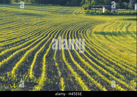 Mais Mais Feld Nutzpflanzen Feld Landwirtschaft Lebensmittel Ernährung ...
