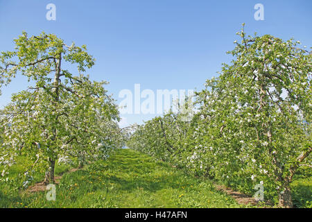 Italien-Südtirol-Plantage Frühling Obst-Plantage Plantage Anbau Apfel ...