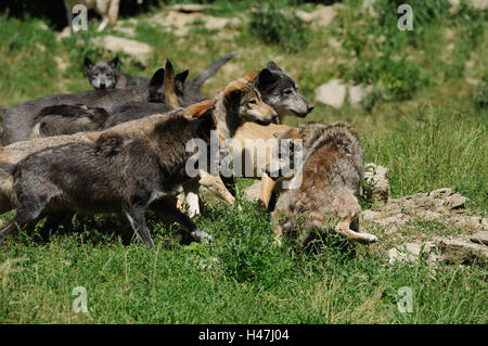Eastern Timber Wolf Canis Lupus LYKAON Beute Essen Beute Beute-Tier ...