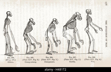Evolution des Menschen Stockfoto, Bild: 22142524 - Alamy