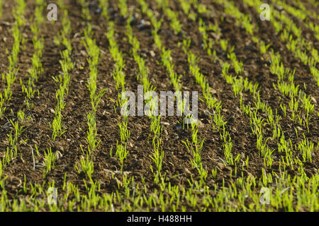 Getreide, Feld, Aussaat, Keimlinge, Frühling, mittlere Nahaufnahme ...