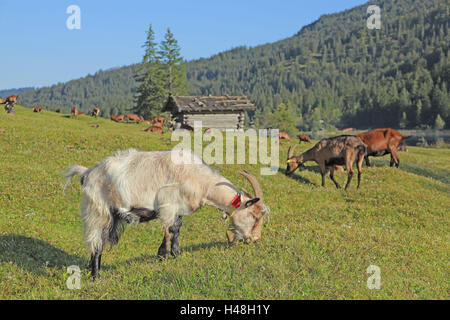 Ziege konzentriert, Weiden, Alm, Berg, Rand, Wald, Deutschland, Bayern ...