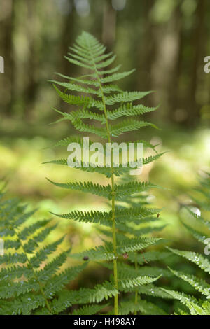 Echte Wurm, Farn, Dryopteris Filix-Mas, Schleier-Aster Aster ...
