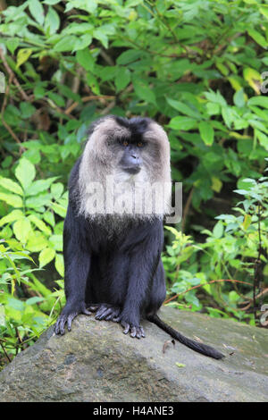 Bart Affe sitzt auf einem Stein Stockfoto, Bild: 123133315 - Alamy