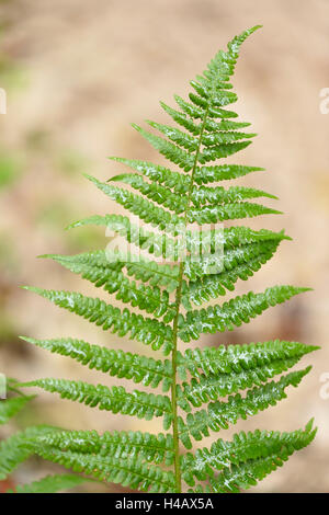 Echte Wurm, Farn, Dryopteris Filix-Mas, Schleier-Aster Aster ...