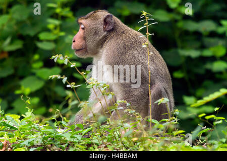 Der Rhesusfaktor Macaque Macaca Mulatta gehört zu den bekanntesten ...