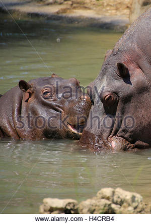 Nilpferd, Hippopotamus Amphibius, auch Nil Pferd, großes Nilpferd ...
