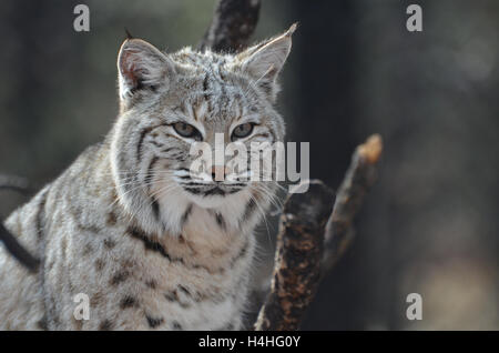 Luchs, Katze, Raubkatze, Raubtier, Katzen, Wildkatze, Großkatzen ...
