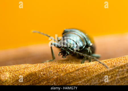Grün-Floh-Käfer: sie sind Erdflöhe genannt, weil sie bei Gefahr, wie ...