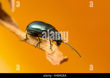 Grün-Floh-Käfer: sie sind Erdflöhe genannt, weil sie bei Gefahr, wie ...