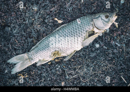 Tod Fisch am Strand mit schmutzigen plastik Müll Foto mit einem ...