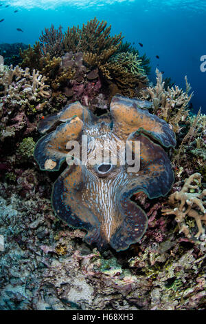 Eine Riesen Muschel (Tridacna Gigas) wächst an einem Korallenriff in ...