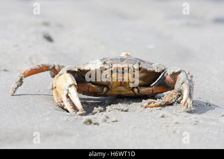 Strand, Meer, Strand, Meer, Krebs, Sandstrand, Krabbe, Schere Stockfoto ...