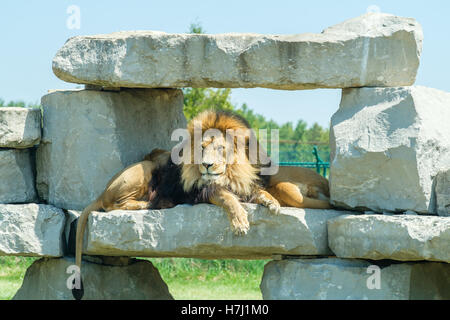 SIMBA AUF KÖNIGSFELSEN DER KÖNIG DER LÖWEN (1994 Stockfotografie - Alamy