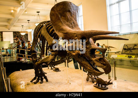 Triceratops prähistorische Dinosaurier Knochen Skelett Royal Tyrell ...