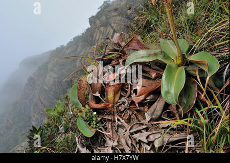 Kannenpflanze (Nepenthes Attenboroughii), endemisch in der Mount ...