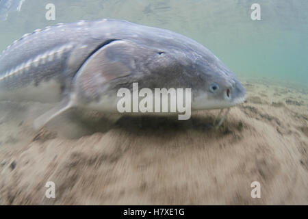 Weißer Stör (Acipenser Transmontanus), Chilliwack, Kanada ...