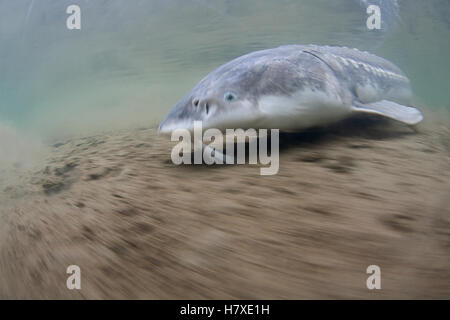 Weißer Stör (Acipenser Transmontanus), Chilliwack, Kanada ...