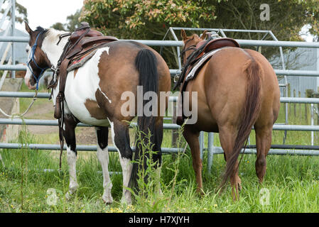 Western Pferde gesattelt bereit zu reiten Stockfotografie - Alamy