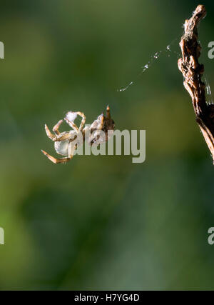 Feder-beinig Spinne (Hyptiotes Paradoxus) tragen gewickelt fliegen ...