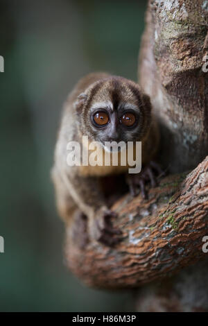 Spix Night Monkey (Aotus Vociferans) Gruppe aus Baumhöhle, Amazonas ...