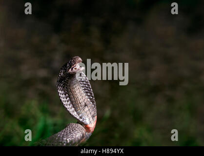 Black Desert Cobra (Walterinnesia Aegyptia) schlagen, ursprünglich aus ...