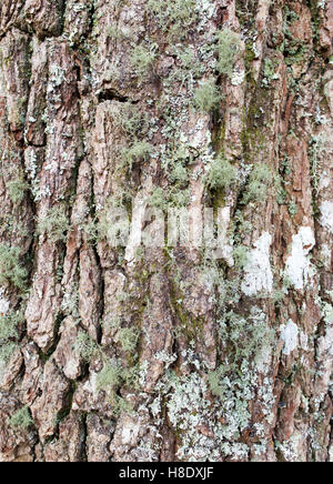 Eiche Rinde mit Moos und Flechten England UK Stockfotografie - Alamy