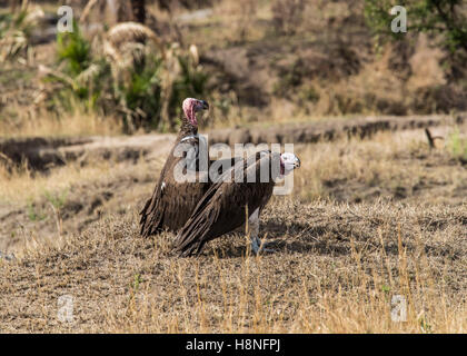 Zwei geschlottert konfrontiert Geier in einem Kampf in der Kalahari in ...