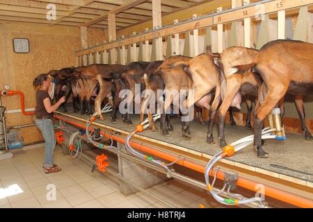 Melken einer Ziege (Capra Hircus Aegagrus), Frau Caladinho, Uaua, Bahia ...