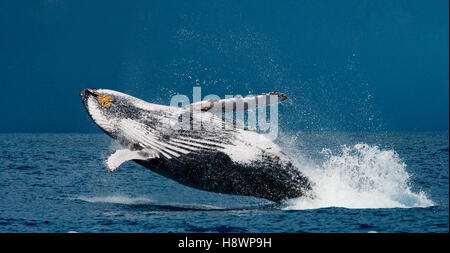 Buckelwal (Impressionen Novaeangliae), springt aus dem Wasser ...