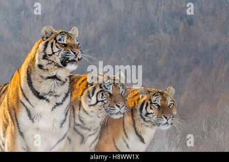 Sibirische Tiger (Panthera Tgris Altaica) kämpfen im Schnee, Siberian Tiger Park, Harbin, China ...