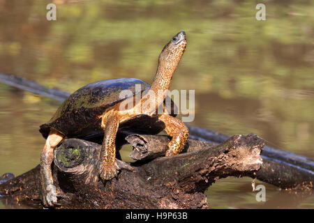 Black River Schildkröte (Rhinoclemmys Funerea) im Nationalpark ...