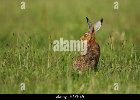 weißer Hase auf einer Wiese, Deutschland Stockfoto, Bild: 47922477 - Alamy