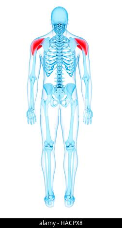 Illustration der Deltamuskeln Stockfotografie - Alamy