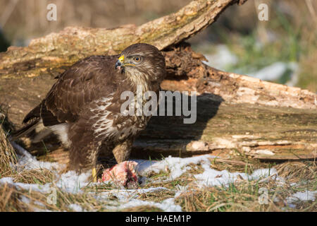 Mäusebussard, bin Luder Schlachtabfälle, Ausgelegtes Fleisch Zum ...