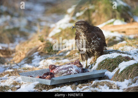 Mäusebussard, bin Luder Schlachtabfälle, Ausgelegtes Fleisch Zum ...