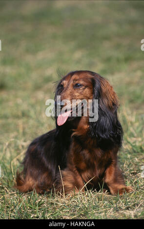 Hund Dackel / Dackel / Teckel Langhaar Erwachsene (rot) Standard Profil ...