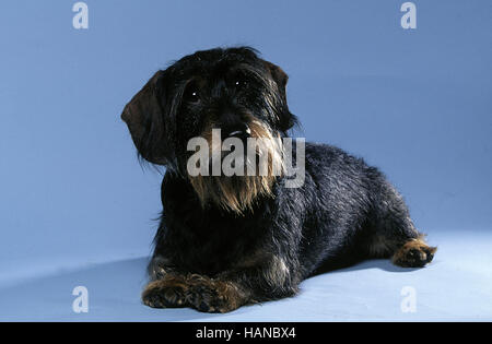 Hund Dackel / Dackel / Teckel rauhaar (Merle Harlekin) Erwachsenen ...