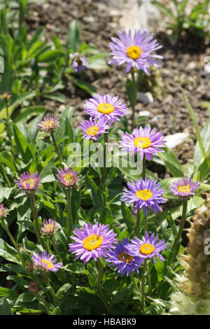 Alpen-Aster, Alpenaster Aster Alpinus, Alpine Aster, Blue Alpin Daisy ...