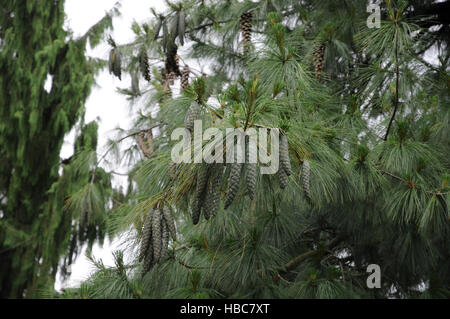 Verwunderlich Baum Mit Langen Nadeln Fotos